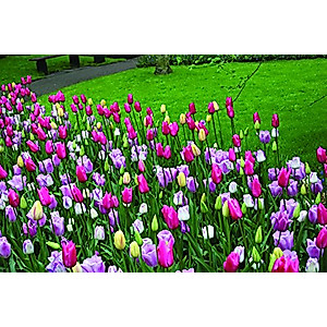 Mixed Triumph Tulip - 50 bulbs