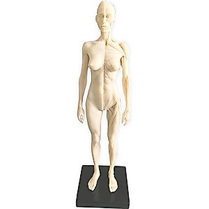 HUBERY MODEL 11 Inch Female Human Anatomy Model of Art Anatomy Figure(White)