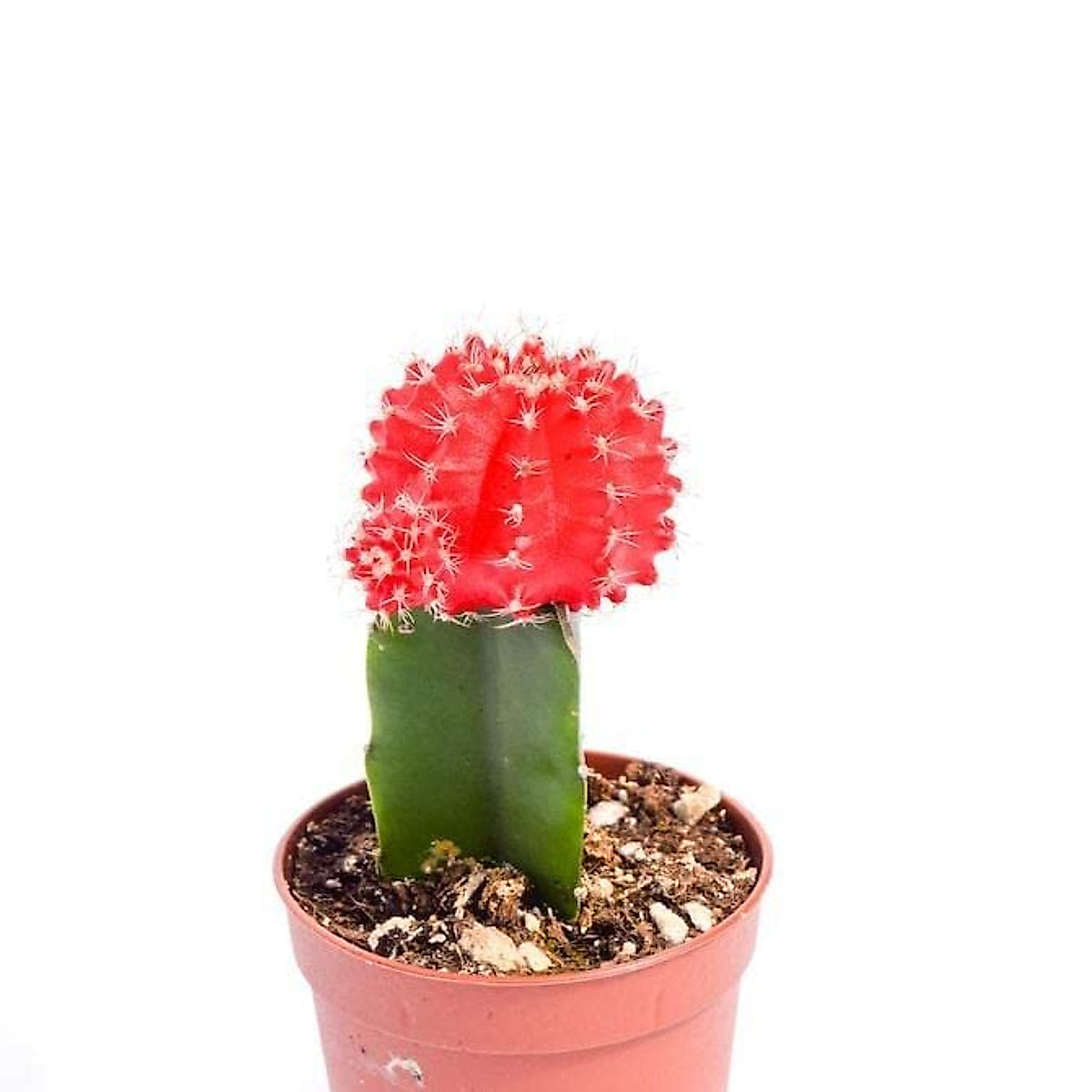 Live Moon Cactus Plant – Fully Rooted - 3-Inch Moon Cactus Plant – Red Graft Cactus