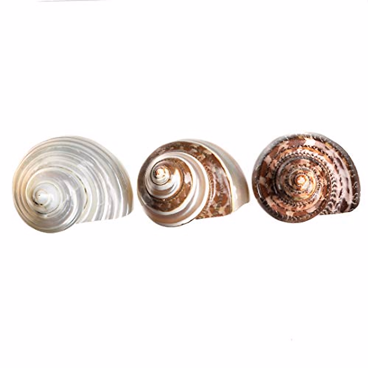 Hermit Crab Shells | Turbo Shells | 1 Brown, 1 Banded, and 1 White Pearlized Turbo Shells 1.75"-2" | Opening Size Approx. 1" | Hermit Crab House for Décor | Plus Free Nautical eBook by Joseph Rains