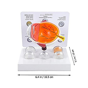 SUZLA Human Eye Anatomical Model, Anatomically Accurate Eye Model Human Eyeball Model with 7 Removable Parts for Learning, Teaching or Display for Anyone