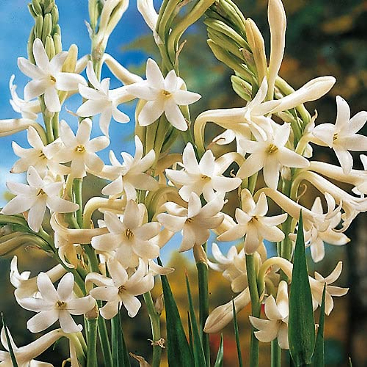 Mexican Tuberose Bulbs - Single White - 9 Bulbs - White Flower Bulbs, Tuber Easy to Grow & Maintain, Fragrant, Container Garden