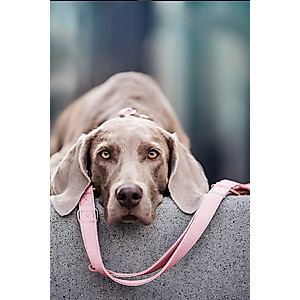 Soft Leather Dog Collar and Leash (6.6') Set - Stylish Rose Gold Heavy Duty Metal Buckle, 4 Adjustable Lengths Leash for Small Medium Large Dogs - Comfortable & Easy to Clean Pink M(13.8"-19.7")