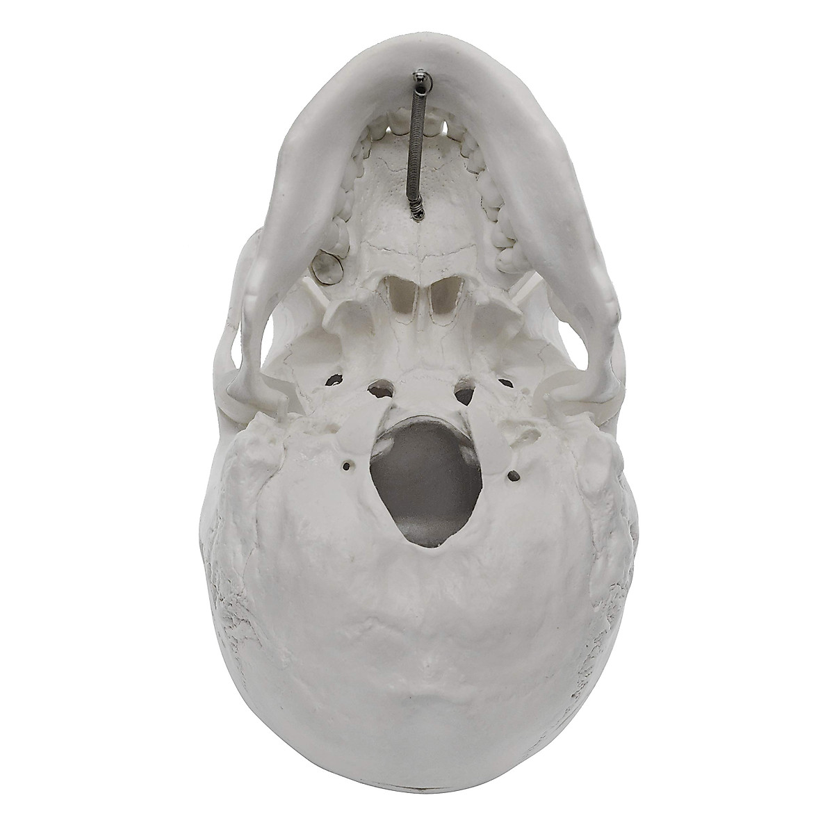 Human Anatomical Skull Model, 3 Part - Medical Quality Plastic Replica - 9" Height - Removable Calvaria - Articulated Mandible - Eisco Labs
