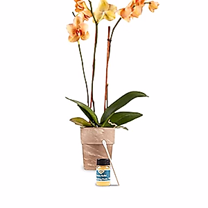 Southside Plants Keiki Cloning Paste - Natural Miracle Growth & Food Formula for Orchid Plants Hormones & Vitamins - Includes Instruction Booklet | 0.25oz