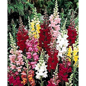 Multicolor Tall Snapdragon Seed Mix 1000+ Seeds for Planting Non-GMO