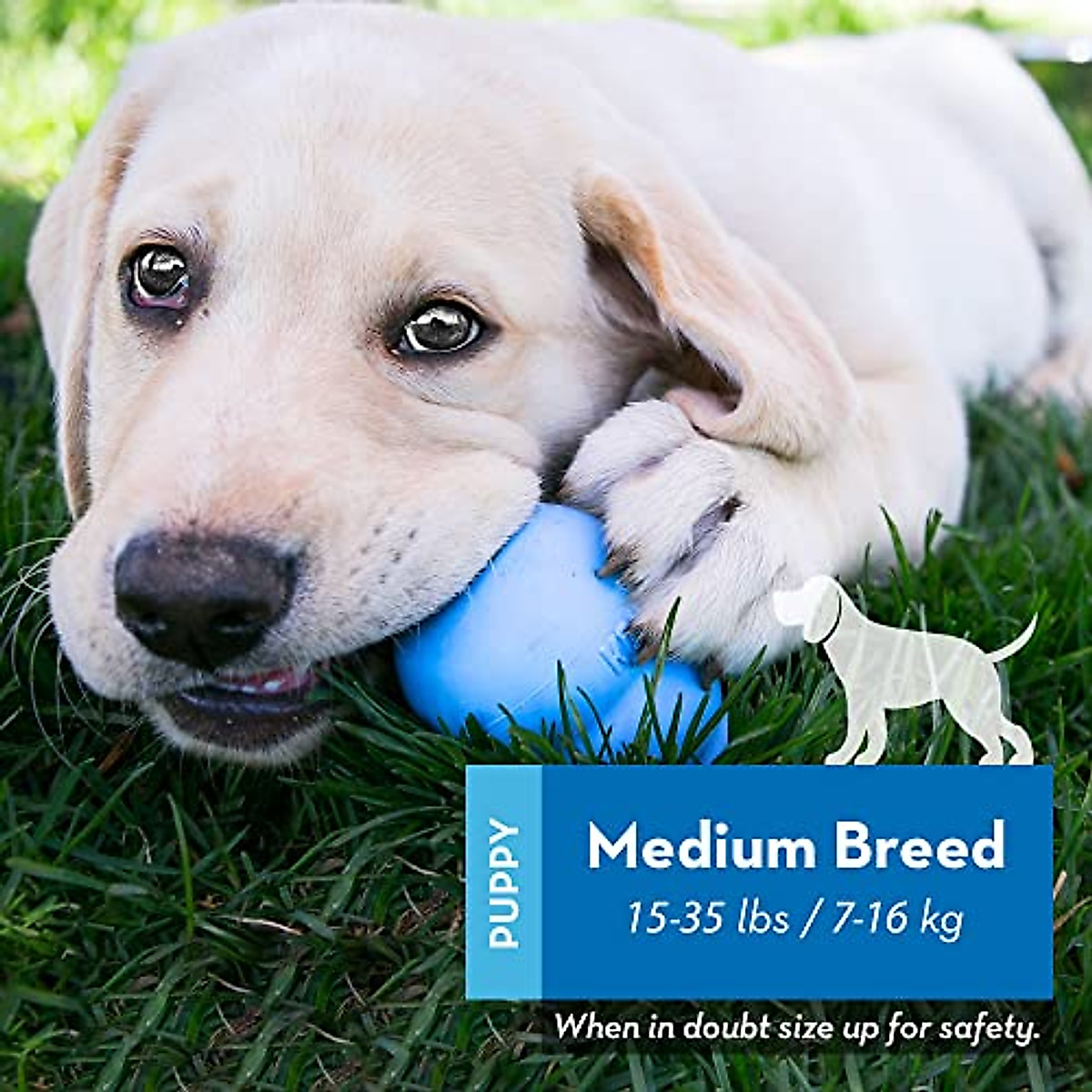 KONG - Puppy Toy Natural Teething Rubber - Fun to Chew, Chase and Fetch - Blue, for Medium Puppies