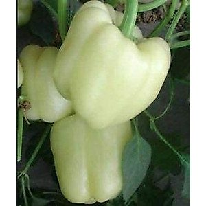 White Sweet Bell Pepper Seeds for Planting, 20+ Heirloom Seeds Per Packet, (Isla's Garden Seeds), Non GMO Seeds, Botanical Name: Capsicum annuum, Great Home Garden Gift