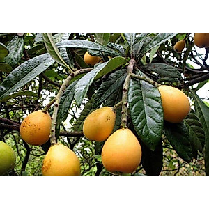 Yerbero - Te Herbal Hojas De Nispero 2oz (58gr) Herbal Tea (Loquat Leaves Tea) Stand Up Resealable Bag Crafted By Nature100% All Natural Fresh Tea Tea | Non-GMO |Gluten-free.