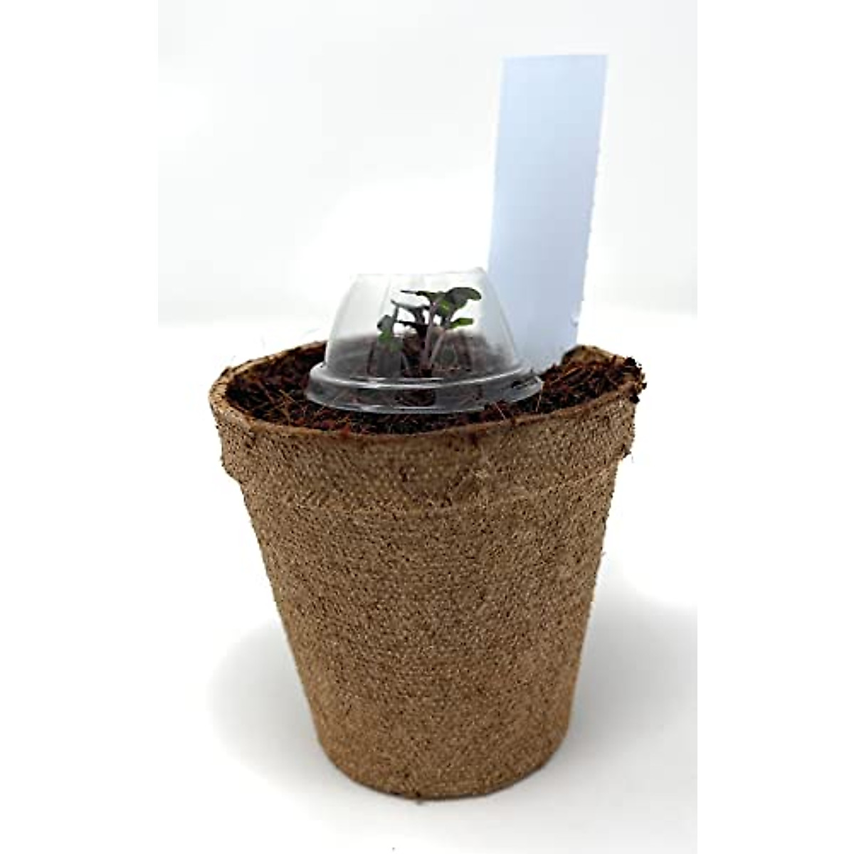 Heirloom Salad Greens Seed Starter Kit by EZ-gro | Our Indoor Vegetable Garden Kit Contains 5 Different Salad Seeds | Contains Everything an Indoor Vegetable Garden Kit Needs with Fertilizer