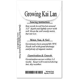 Big Pack - (1,500) Chinese Broccoli, Kailan GAI LAN Seeds - Used in Cantonese Cuisine - Non-GMO Seeds by MySeeds.Co (Big Pack - Kai LAN)