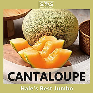 5 Variety Melon Fruit Seeds Packets - Crimson Watermelon, Green Honeydew Melon, Melothria scabra, Cantaloupe and Yellow Watermelon for Your Fruit Garden W/Gift Box Planting Instructions