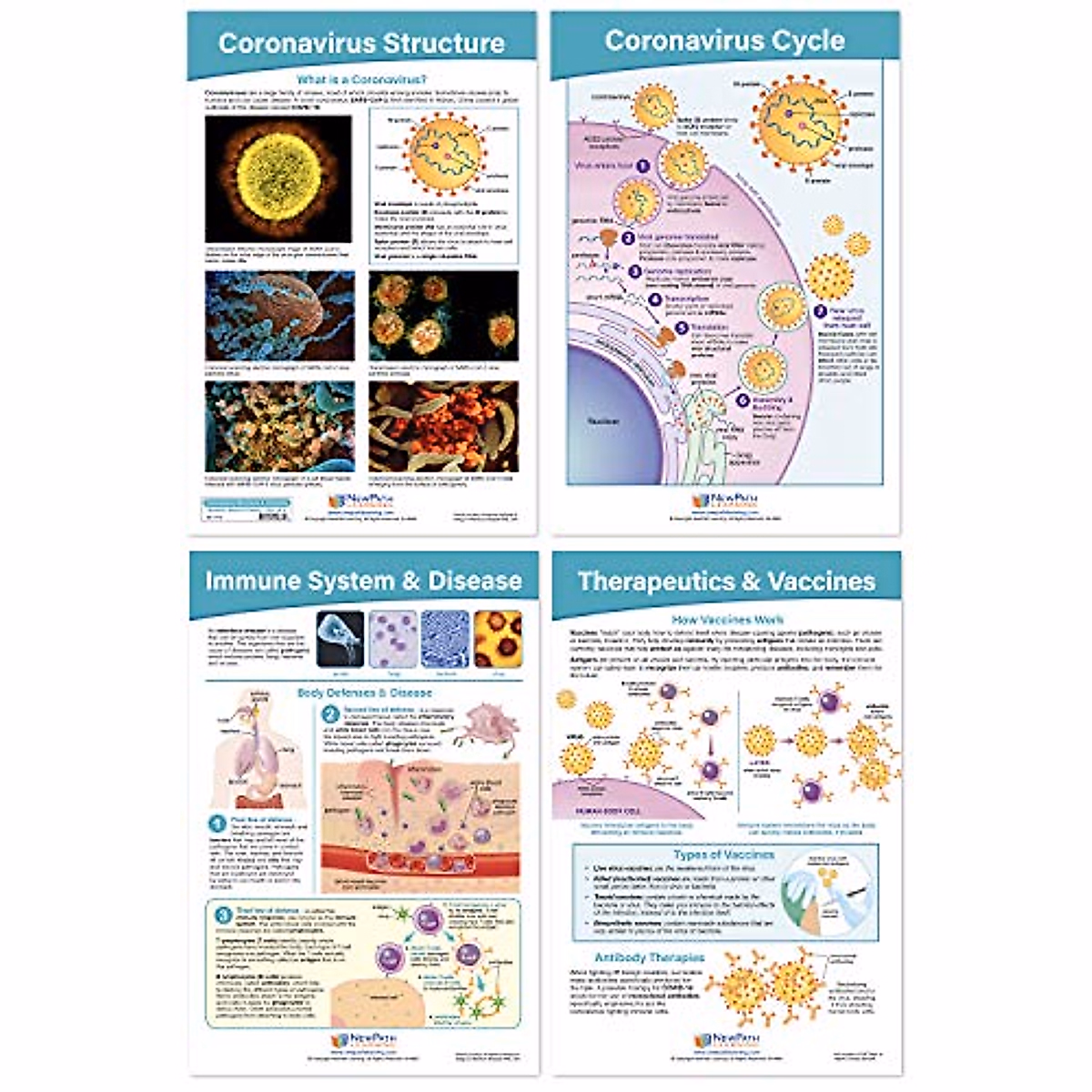 NewPath Learning Coronavirus Structure & Immunity Bulletin Board Chart Set, Set/4 - Laminated, Double-Sided, Full-Color, 12" x 18" (94-7716)