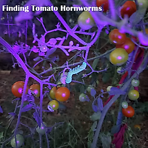 Waklyte Black Light UV Light, 21 LED 395nm UV Flashlight, Powerful Mini Blacklight Flashlight, Small Portable Black Light Flashlight for Pet Urine Detection, Scorpion, Resin Curing, Bed Bug, Nails