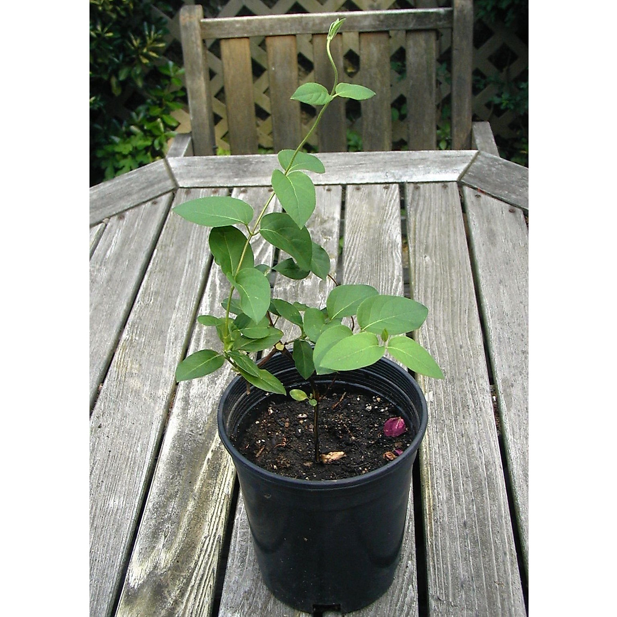 Japanese Honeysuckle Lonicera Japonica Live Plant in 4" Pot with Soil