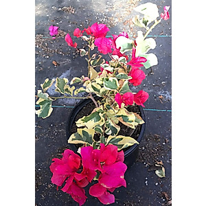 yunakesa Raspberry Ice Bougainvillea Red Flowers Variegated Pink Leaves Bonsai 1g, for Planting and Gardening