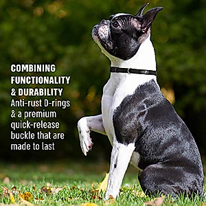 Active Pets Quick Release Dog Collar, Breathable Collar for Dogs, Boy Dog Collars, Girl Dog Collars, Dog Collars for Small Dogs, Large Dog Collar for Males & Females, Small Dog Collar for Puppies (S)