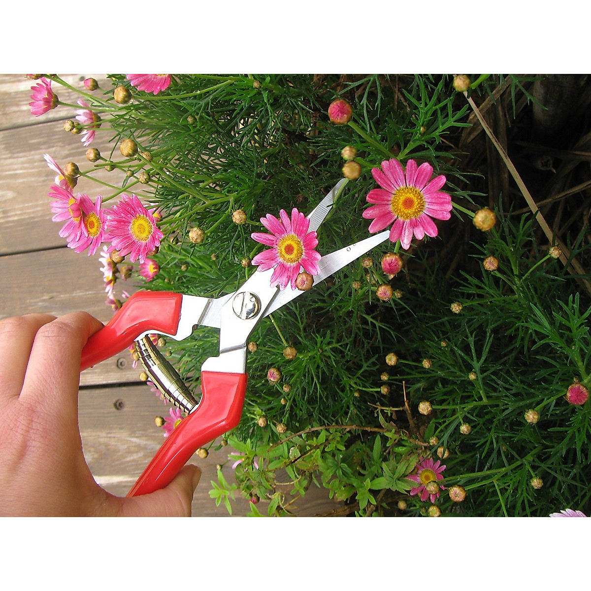 TABOR TOOLS K77A Straight Pruning Shears with Stainless Steel Blades, Florist Scissors, Multi-Tasking Garden Snips for Arranging Flowers, Trimming Plants, Harvesting Herbs, Fruits or Vegetables.