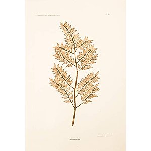 Ruscus aculeatus