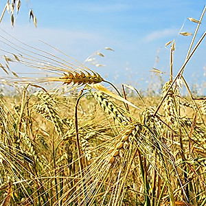 Babo Botanicals Moisturizing Baby Shampoo and Wash Oat Milk Calendula, 16 Ounce