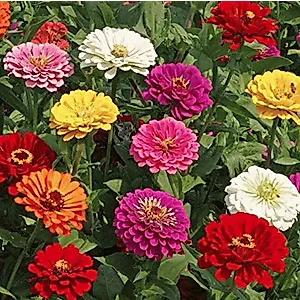 "California Giant Mix" Zinnia Seeds for Planting, 200+ Flower Seeds Per Packet, (Isla's Garden Seeds), Non GMO & Heirloom Seeds, Botanical Name: Zinnia elegans, Great Home Garden Gift