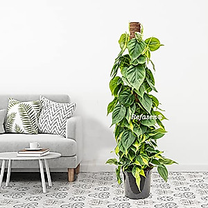 Moss Pole for Plants Monstera, 47inch Moss Poles for Climbing Plants 2 Pcs 17” and 2 Pcs 14” Monstera Pole Stackable Plant Pole Coco Coir Pole with Garden Ties