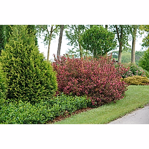 2 Gallon Proven Winners Weigela Wine & Roses Shrub