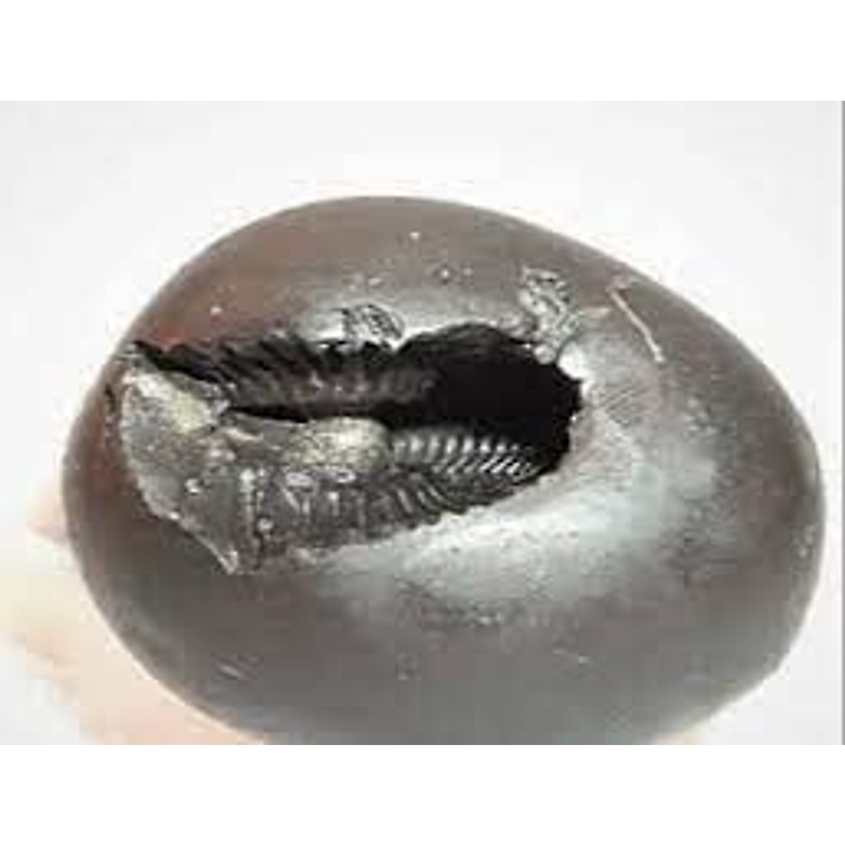 Shaligram Laxmi Narayan Saligram Vasudev Shaligram Pooja Item Diwali Item Dhanteras Vishnu Shaligram from Gandaki River Nepal (Black)