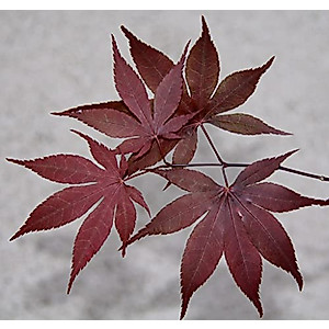 Japanese Bloodgood Maple - 1 Gallon Established Roots - Acer Palmatum, Fast Growing Trees, Easy Care, Bonsai, Shade Garden, Zen Garden
