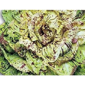 Radicchio Castelfranco 50 Seeds