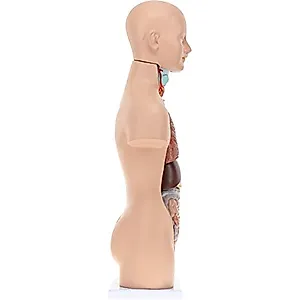Axis Scientific 12-Part Unisex Mini Torso Anatomy Teaching Model, Includes Teaching Booklet