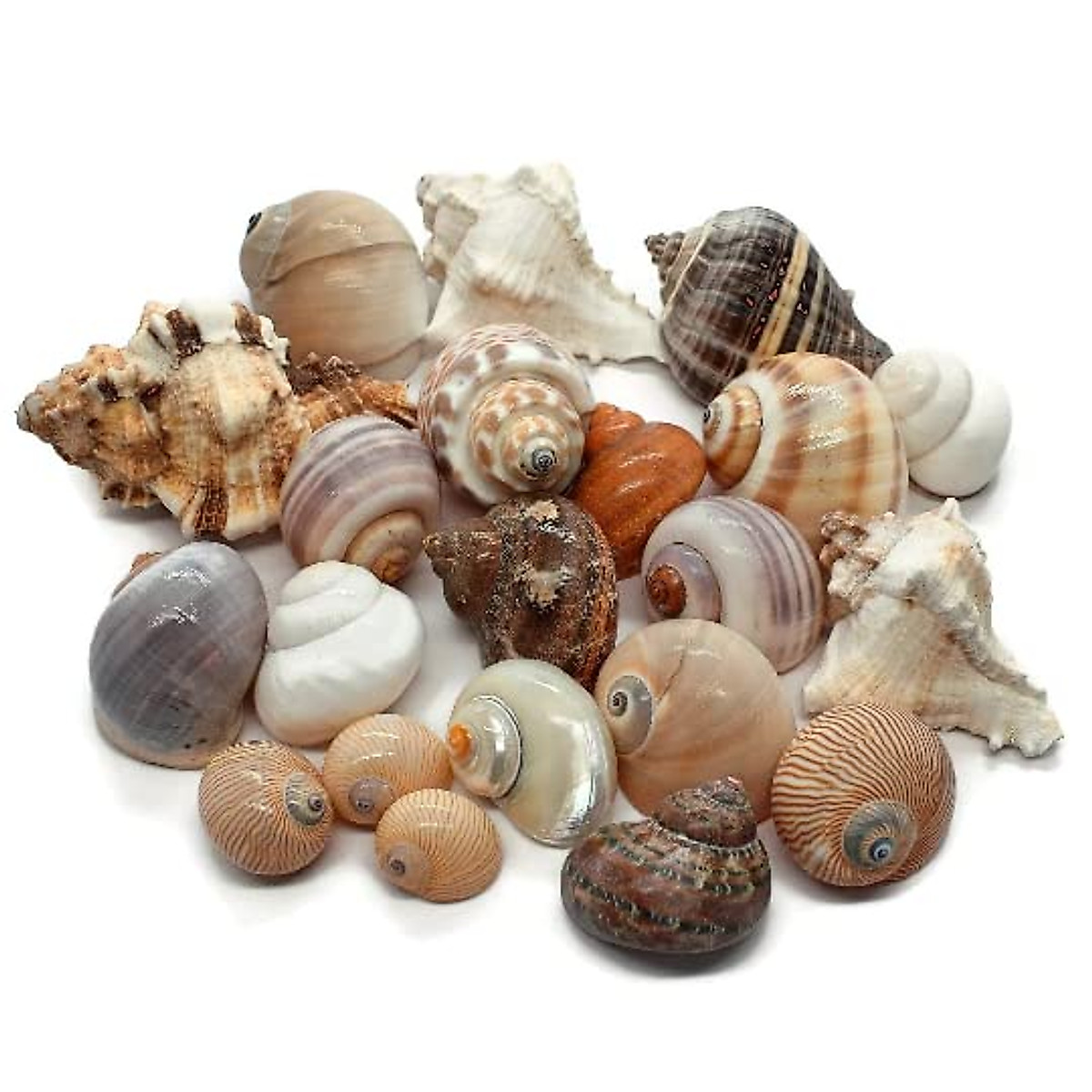 18 Natural Hermit Crab Shells 1"- 3" Opening 0.8"-1.5" Hermit Crab Supplies Pearl Turbo Seashell for Décor