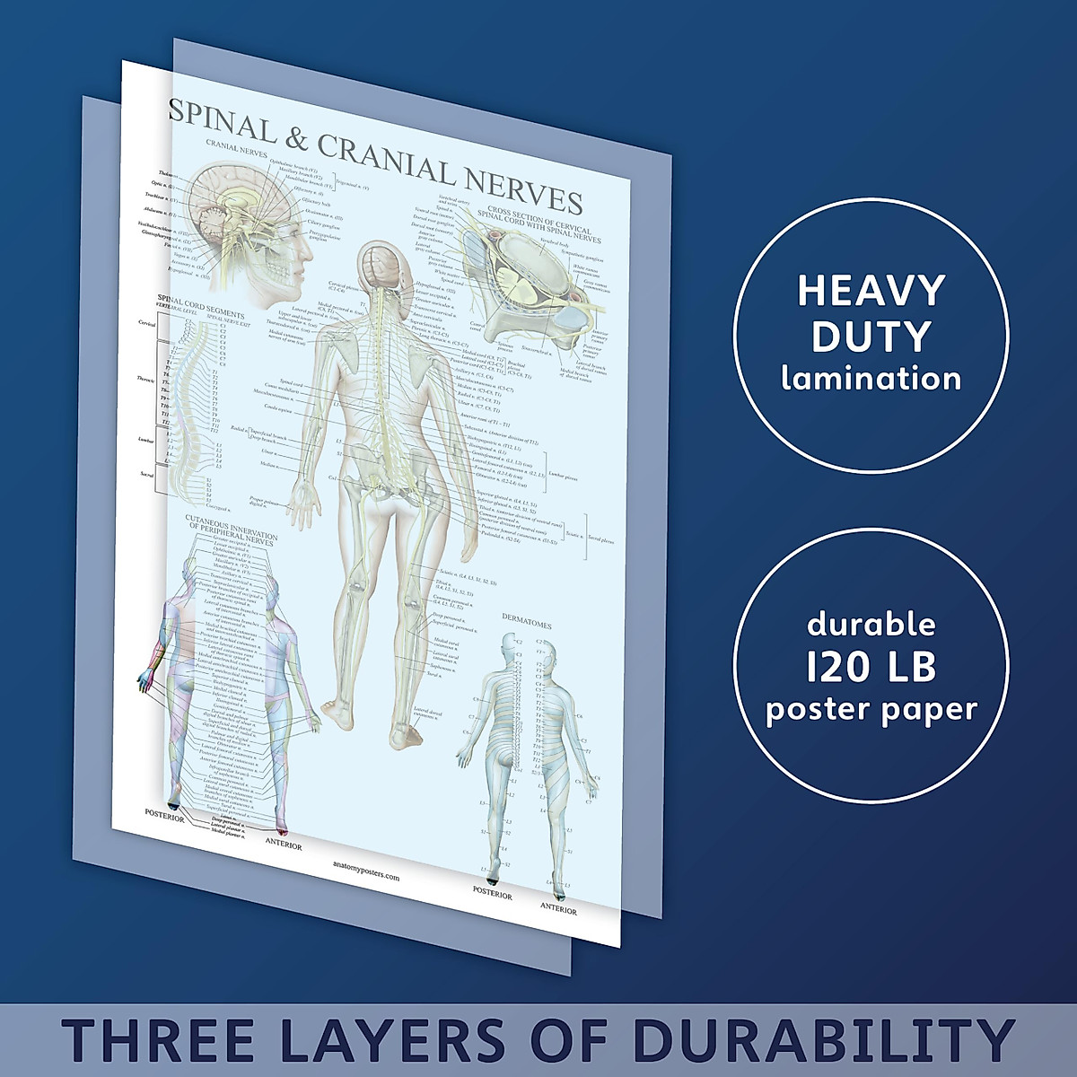 Palace Learning 4 Pack - Anatomical Poster Set - Laminated - Muscular, Skeletal, Spinal Nerves, Circulatory System - Anatomy Chart Set (LAMINATED, 18” x 24”)
