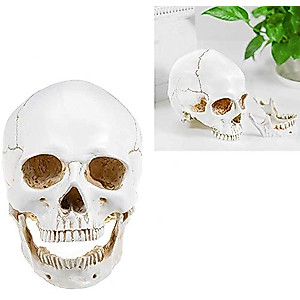 DOC.ROYAL Realistic 1:1 Retro Human Skull Model Life Size Anatomical Medical Teaching Skeleton Head