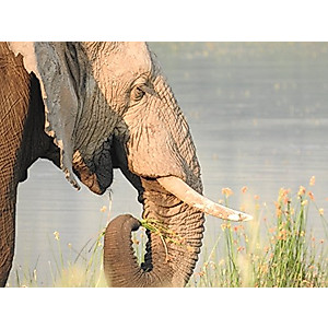 Nikon Coolpix P900 Super Zoom Camera - New