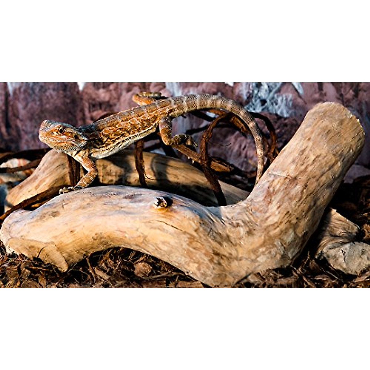 Galápagos (05282) Driftwood Branches, Natural, 2-3 Ft.