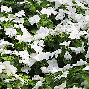 Outsidepride Vinca Periwinkle White Garden Flower, Ground Cover, & Container Plants - 4000 Seeds