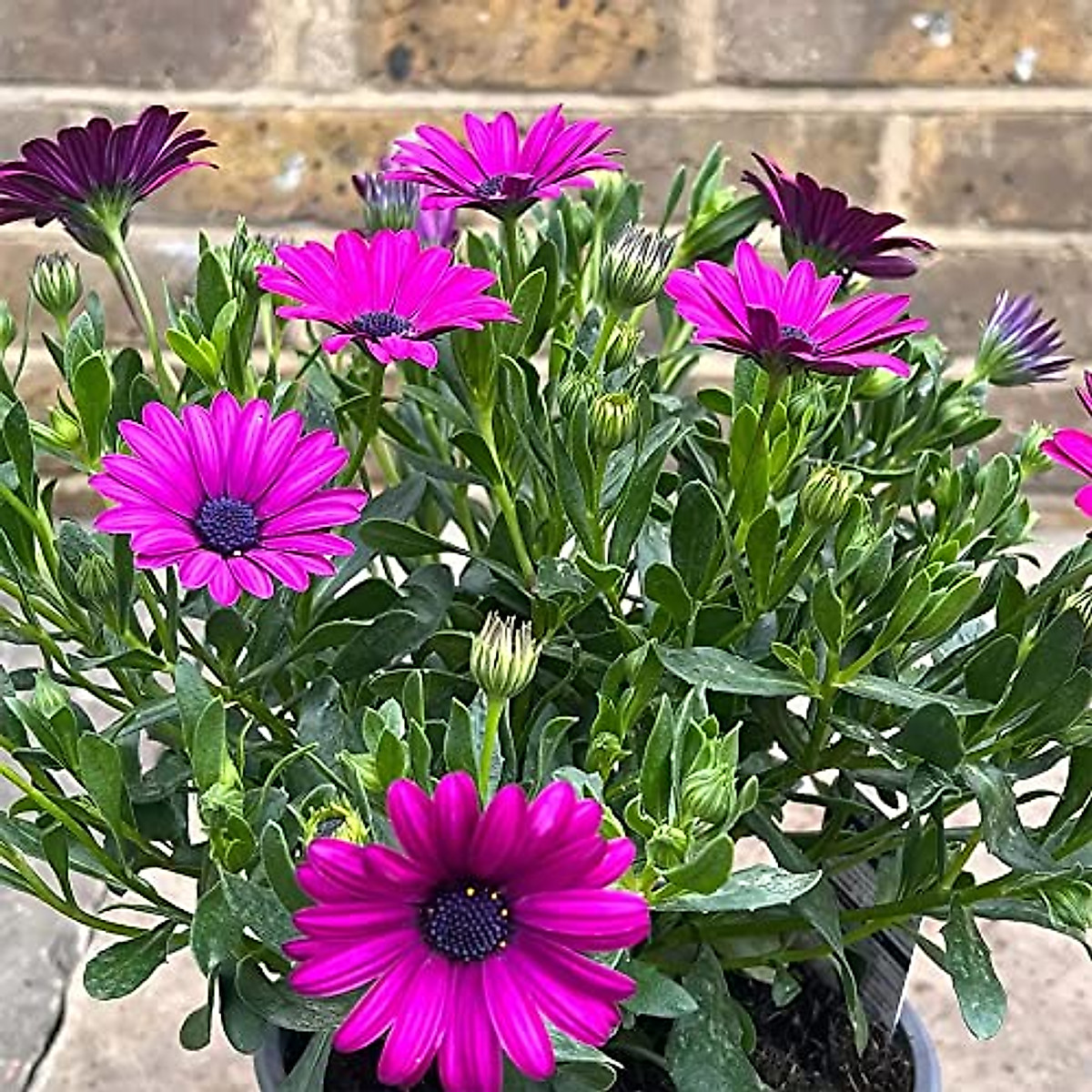 QAUZUY GARDEN Seeds - 200 Premium African Daisy Seeds Cineraria Cape Marigold Flower Mix, Heirloom, Drought Tolerant, Attracts pollinators