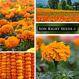 Sow Right Seeds Crackerjack Marigold Seeds - Non-GMO Heirloom Seeds with Instructions to Plant a Beautiful Flower Garden - 750mg (About 350 Seeds) - Wonderful Gardening Gift (1)