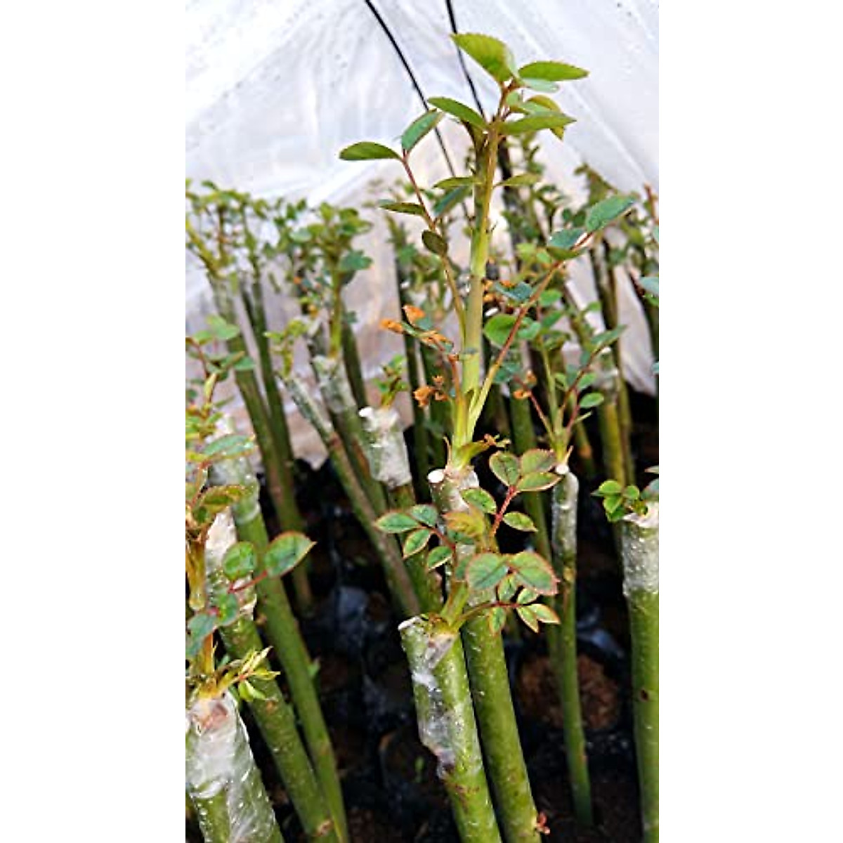 Liaogo Grafting Tape Grafting Film for Plants, 2 Pack Stretchable Garden Grafting Tape Plants Repair Budding Tapes for Floral Fruit Tree and Poly Budding Tape