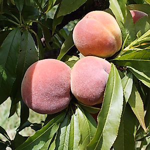 Dwarf Peach Tree Seeds GMO Free Organic Compact Size Popular Choices for Small Gardens, Patios, Balconies, and Even Indoor Cultivation Easier Maintenance 10Pcs Fruit Seeds by YEGAOL Garden