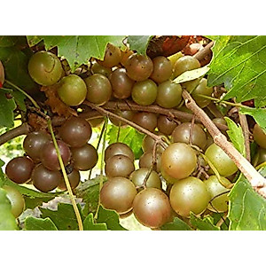 1128-Scuppernong/Muscadine,White,Tame (Vitis rotundifolia) Seeds by Robsrareandgiantseeds UPC0764425787334 Non-GMO,Organic,Historic Plants, Bonsai,1128 Package of 5 Seeds