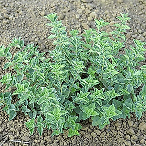 Greek Oregano Herb Seeds for Planting, 2500+ Seeds Per Packet, (Isla's Garden Seeds), Non GMO & Heirloom Seeds, Botanical Name: Origanum vulgare, Great Herb Garden Gift