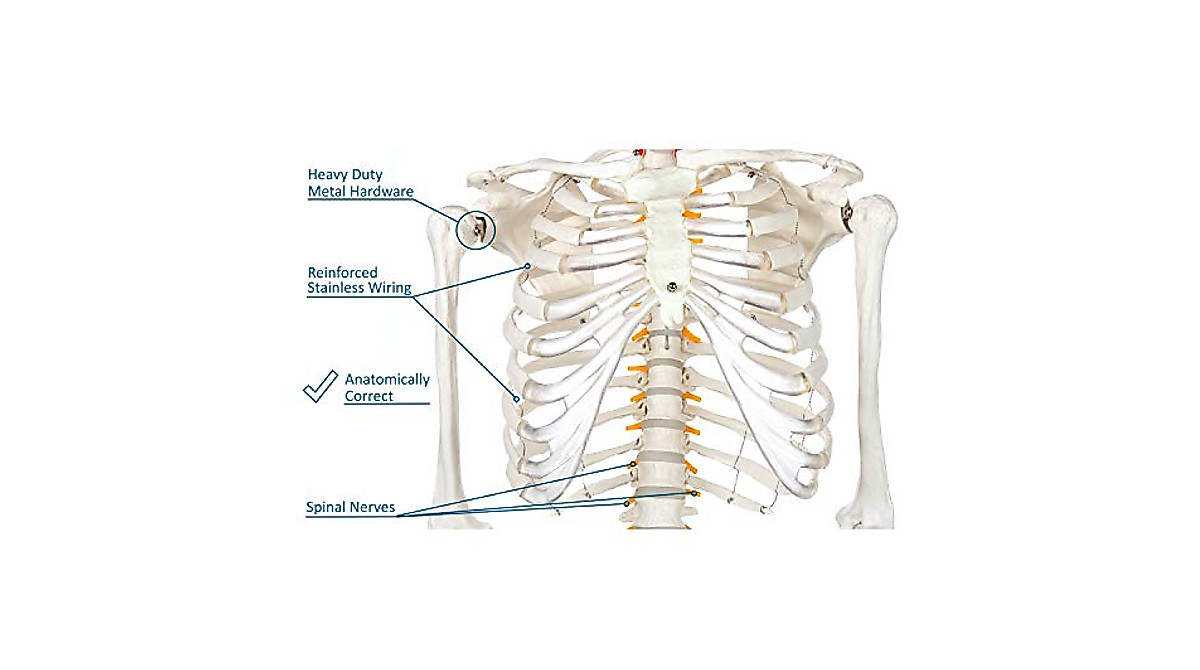 Anatomy Skeleton Model for Medical Study - Highly Detailed & Interactive