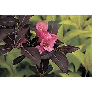 Premier Plant Solutions 10815 Proven Winners Weigela Wine & Roses, 3 Gallon