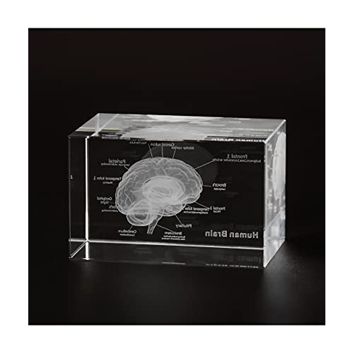 Ultrassist 3D Human Brain Crystal Model, Laser Etched Anatomical Model for Home and Office Decoration, Neurology Gifts