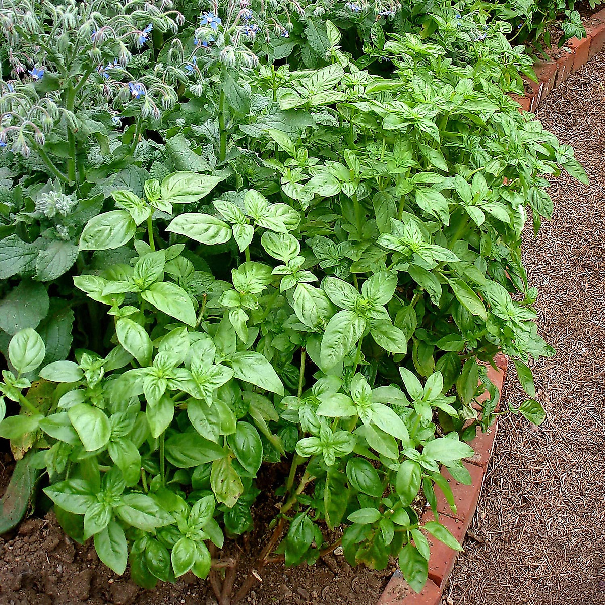 Bonnie Plants Sweet Basil Live Herb Plants - 4 Pack, Warm Season Annual, Italian & Asian Dishes