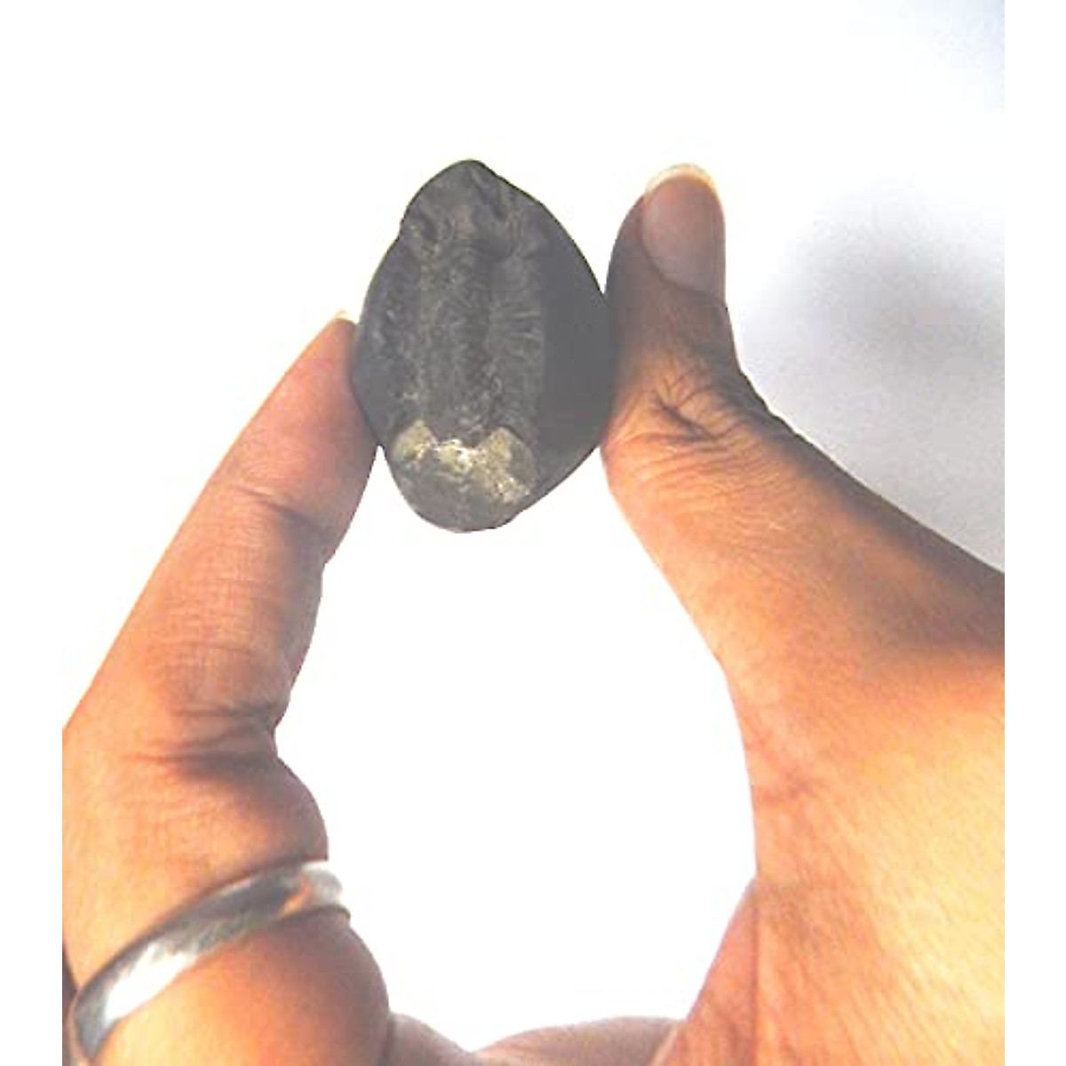 phoenix888 Daamodarah Sudarshan Shaligram 1.5cm - 2.5cm