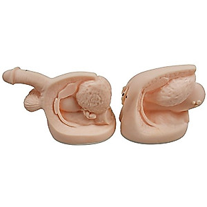 INTBUYING Education Model Male and Female Anatomy Teach Set Model Internal and External Genital Anatomy Model and Urinary Mold