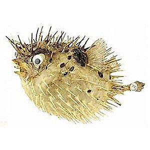 Puffer Porcupine Real Blowfish Nautical Fish Décor with Hanger (10")